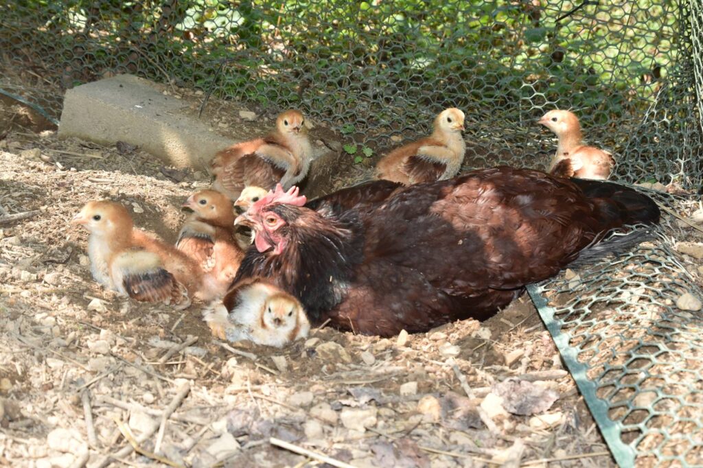 Why Shouldn't You Help a Chick Hatch - Backyard Poultry